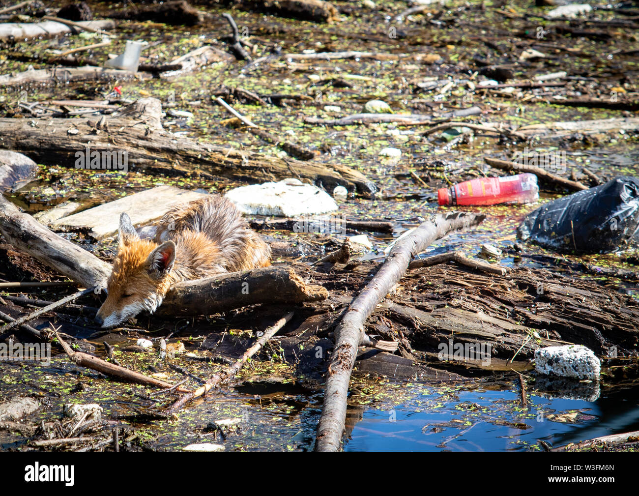 A fox trapped on flood debris and rubbish in Leith Stock Photo - Alamy