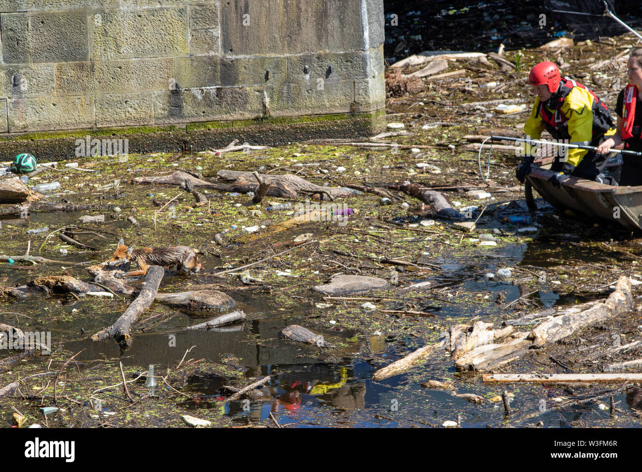 Fox rubbish hi-res stock photography and images - Alamy
