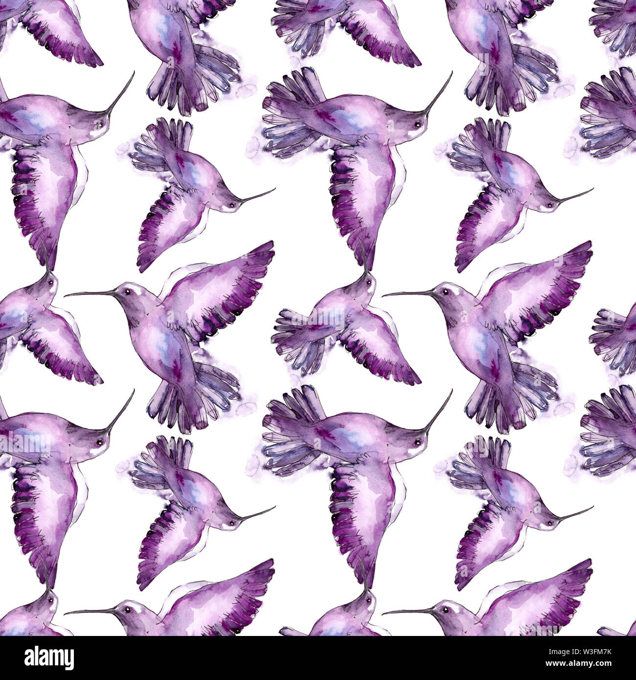 Sky bird colibri in a wildlife isolated. Watercolor background ...