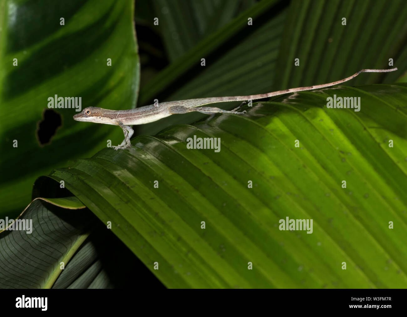 Slender amazon anole hi-res stock photography and images - Alamy