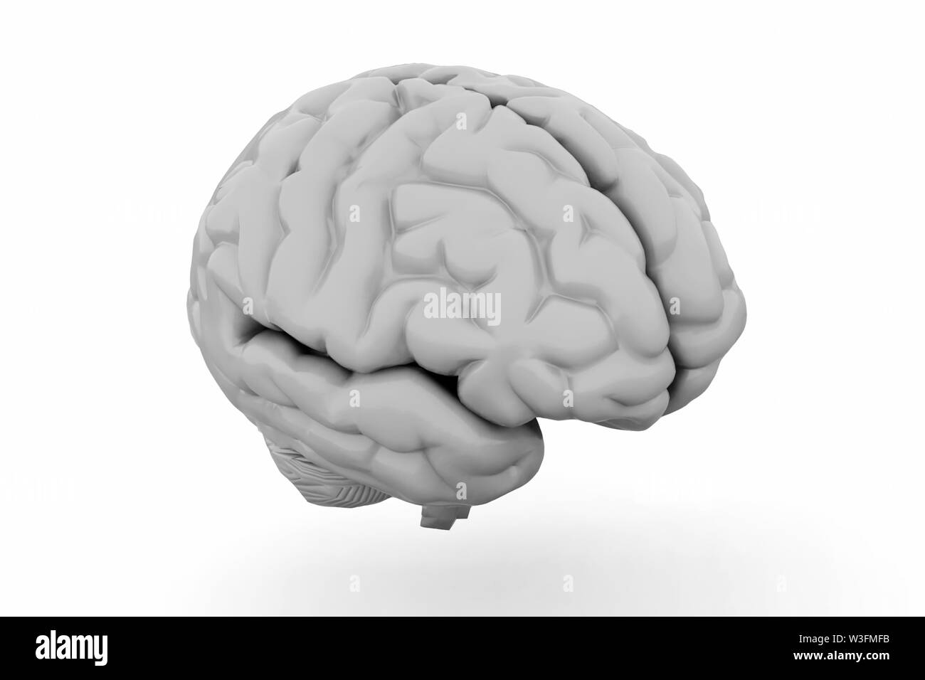 Human Brain isolated on white background. 3D illustration Stock Photo ...