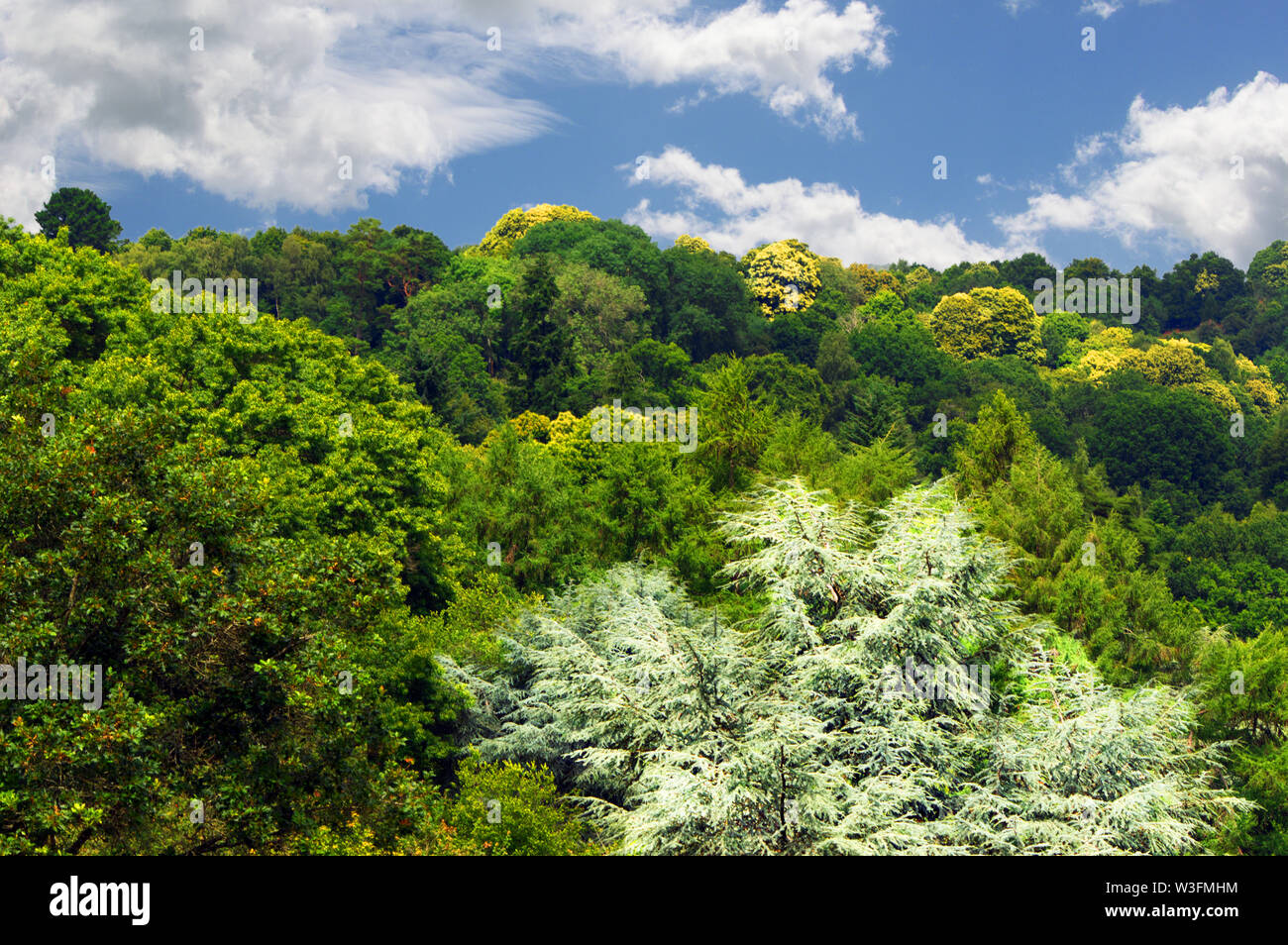 Different coloured trees of the arboretum Stock Photo - Alamy