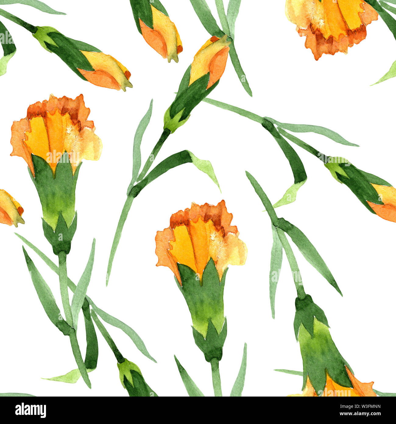 Yellow dianthus floral botanical flowers. Watercolor background ...