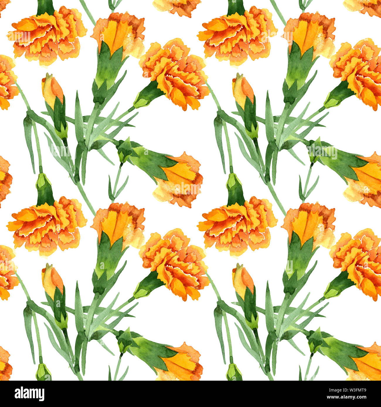 Yellow dianthus floral botanical flowers. Watercolor background ...