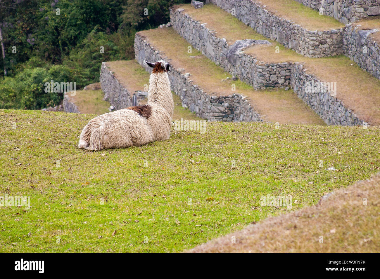 Sitting llama is watching over the terraces of Machu Picchu Stock Photo ...