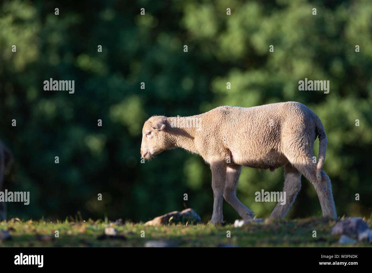 Adult sheep black white lamb hi-res stock photography and images - Alamy
