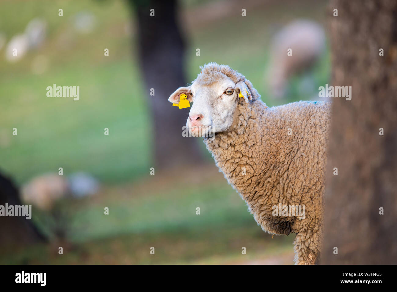 Sheep behind hi-res stock photography and images - Alamy