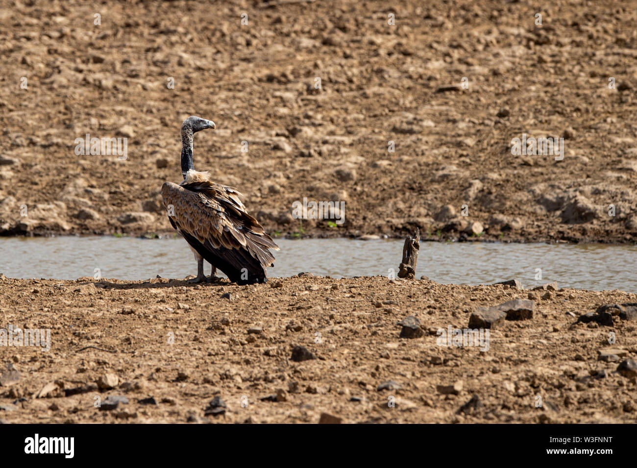 Long billed Vulture or Gyps indicus at Ranthambore Tiger Reserve ...