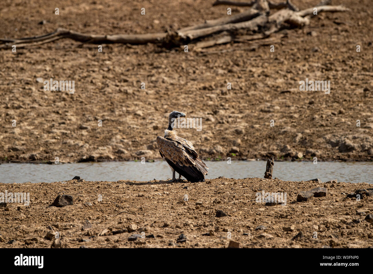 Long billed Vulture or Gyps indicus at Ranthambore Tiger Reserve ...