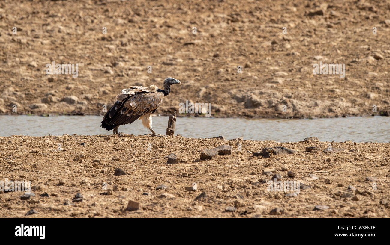 Long billed Vulture or Gyps indicus at Ranthambore Tiger Reserve ...