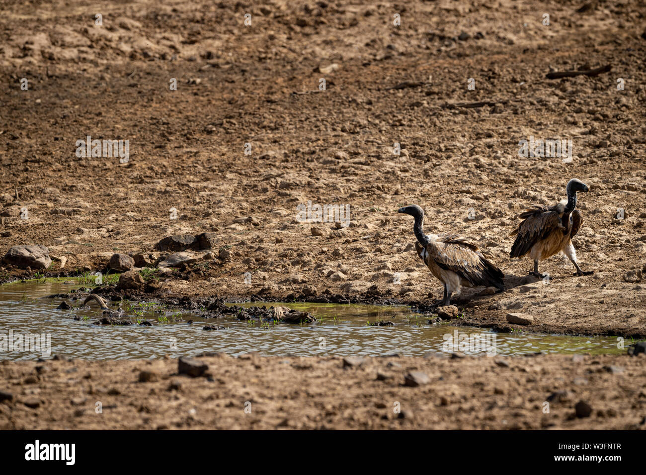 Long billed Vulture or Gyps indicus at Ranthambore Tiger Reserve ...