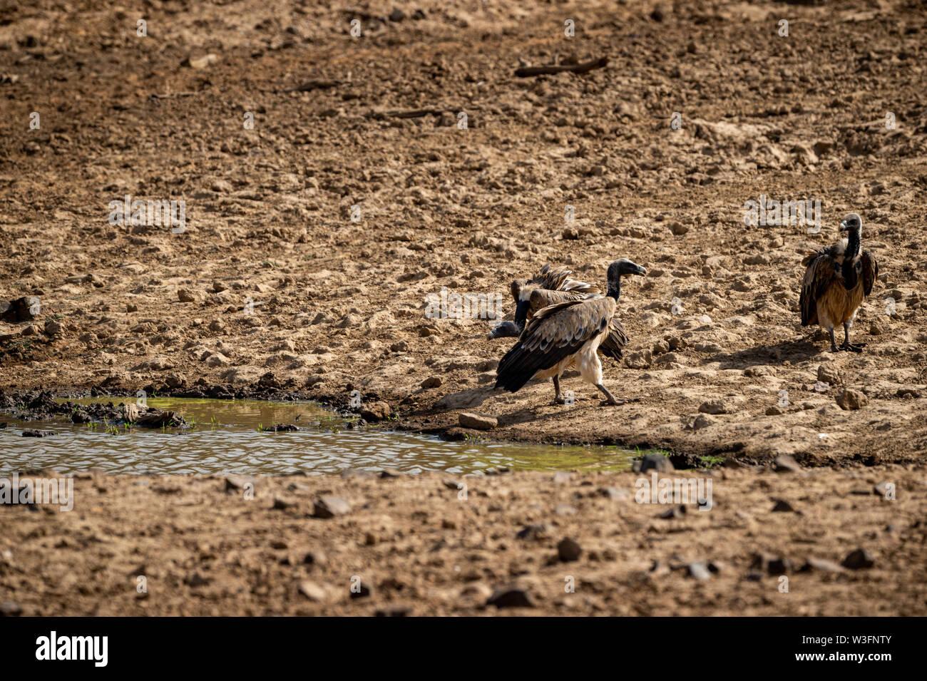 Gyps indicus rajasthan hi-res stock photography and images - Alamy