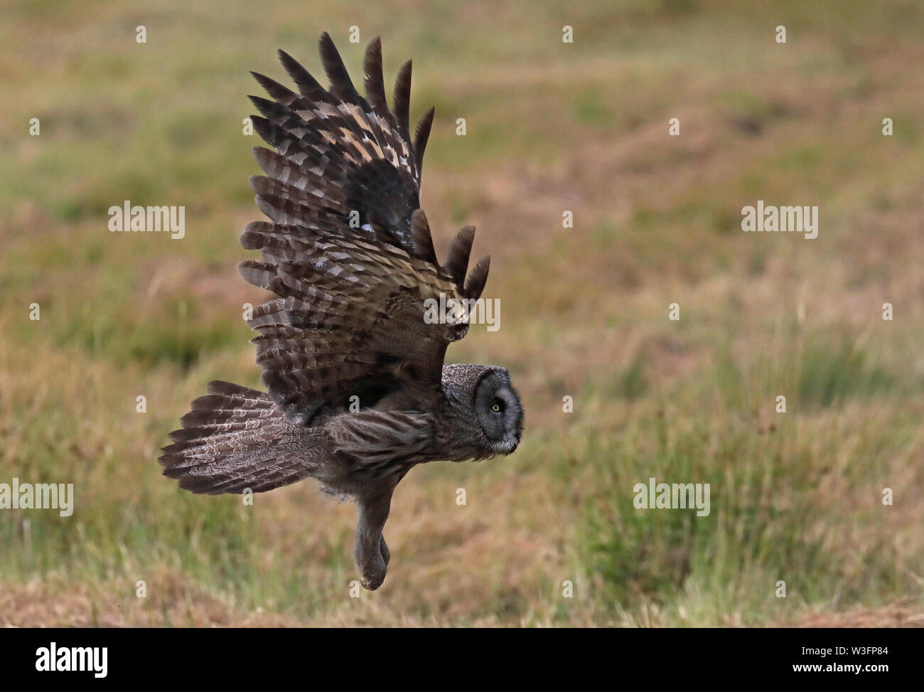 Great grey owl, hunting over field Stock Photo - Alamy