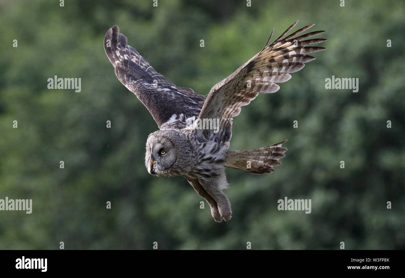 Great Grey Owl Camouflage High Resolution Stock Photography and Images ...