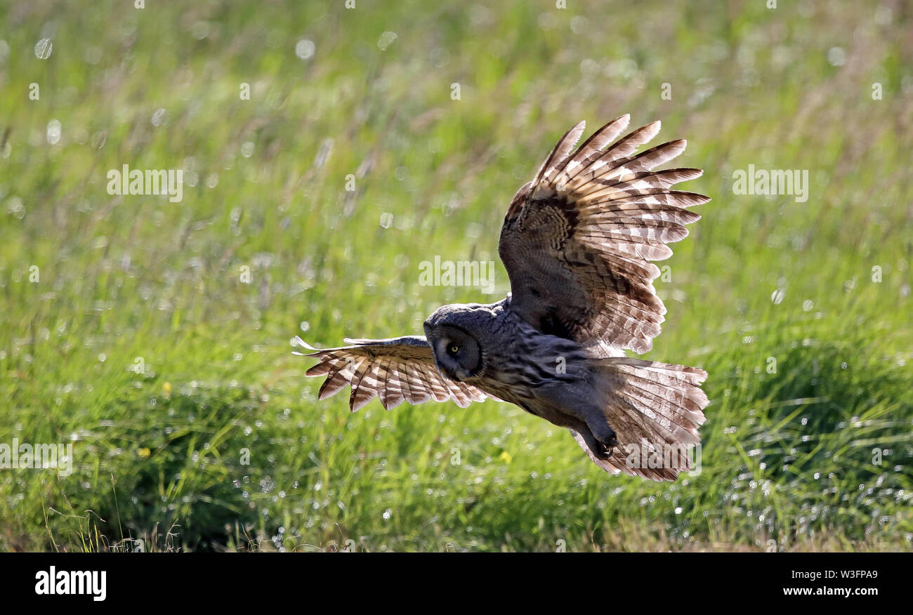 Great grey owl, hunting over field Stock Photo - Alamy