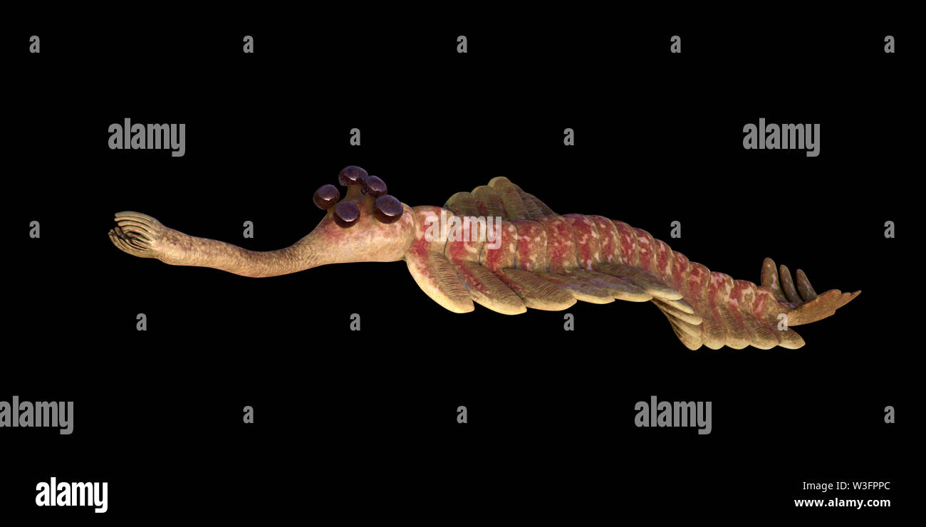 Opabinia Size