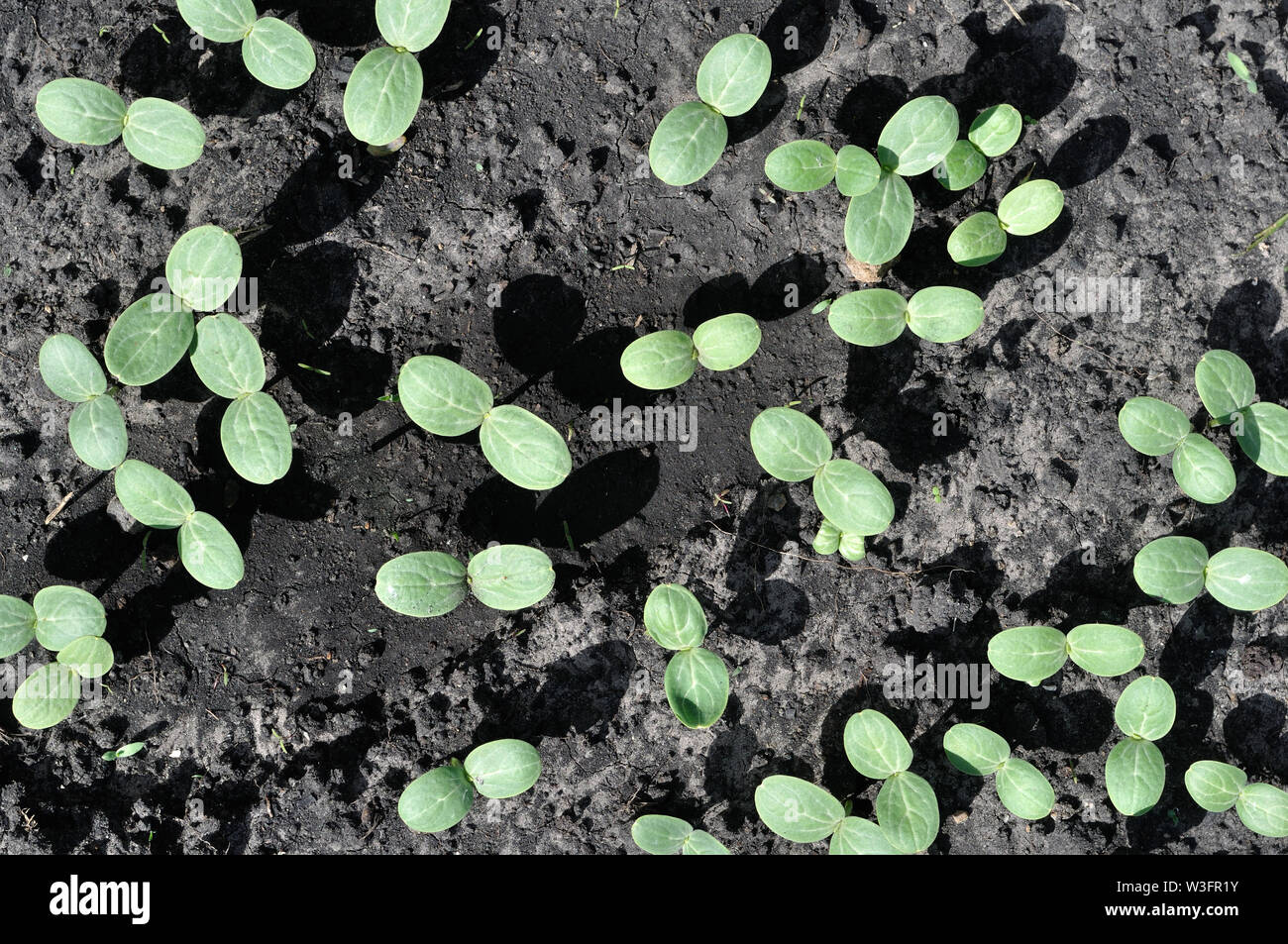close-up of watermelon sprouts growing in the vegetable garden as a ...