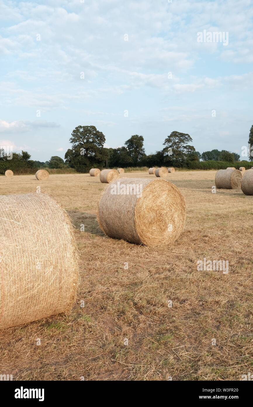 Hay Making, Big Round Bales Cheshire Farm Stock Photo - Alamy