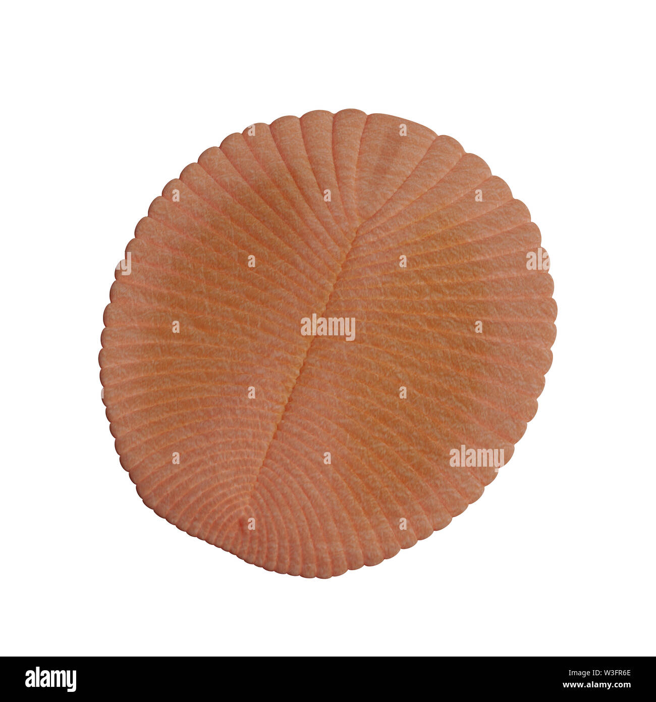 Prehistoric sea creature Cut Out Stock Images & Pictures - Alamy