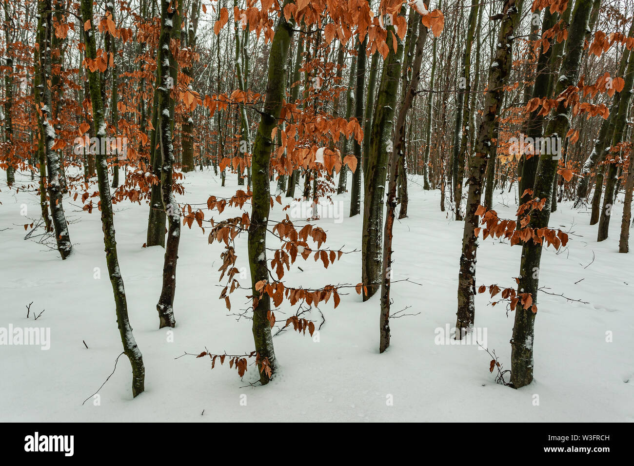 Beech forest in winter with snow on the ground (Moravia, CR Stock Photo ...