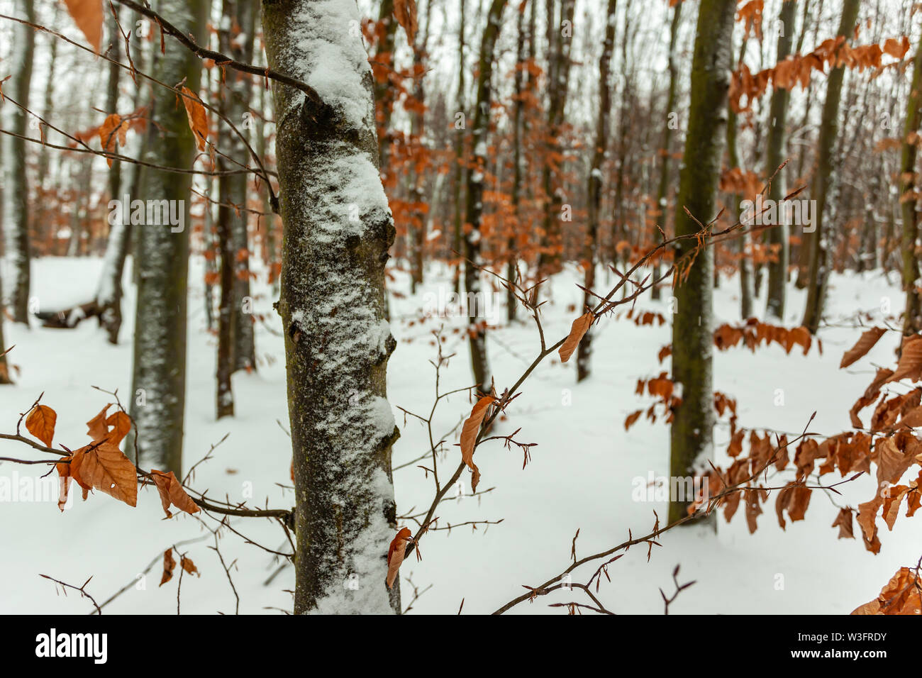 Beech forest in winter with snow on the ground (Moravia, CR Stock Photo ...