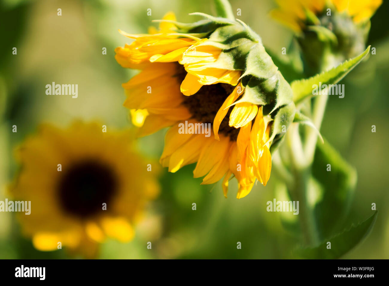 A close up of a sunflower facing away from the sun in a garden Stock ...