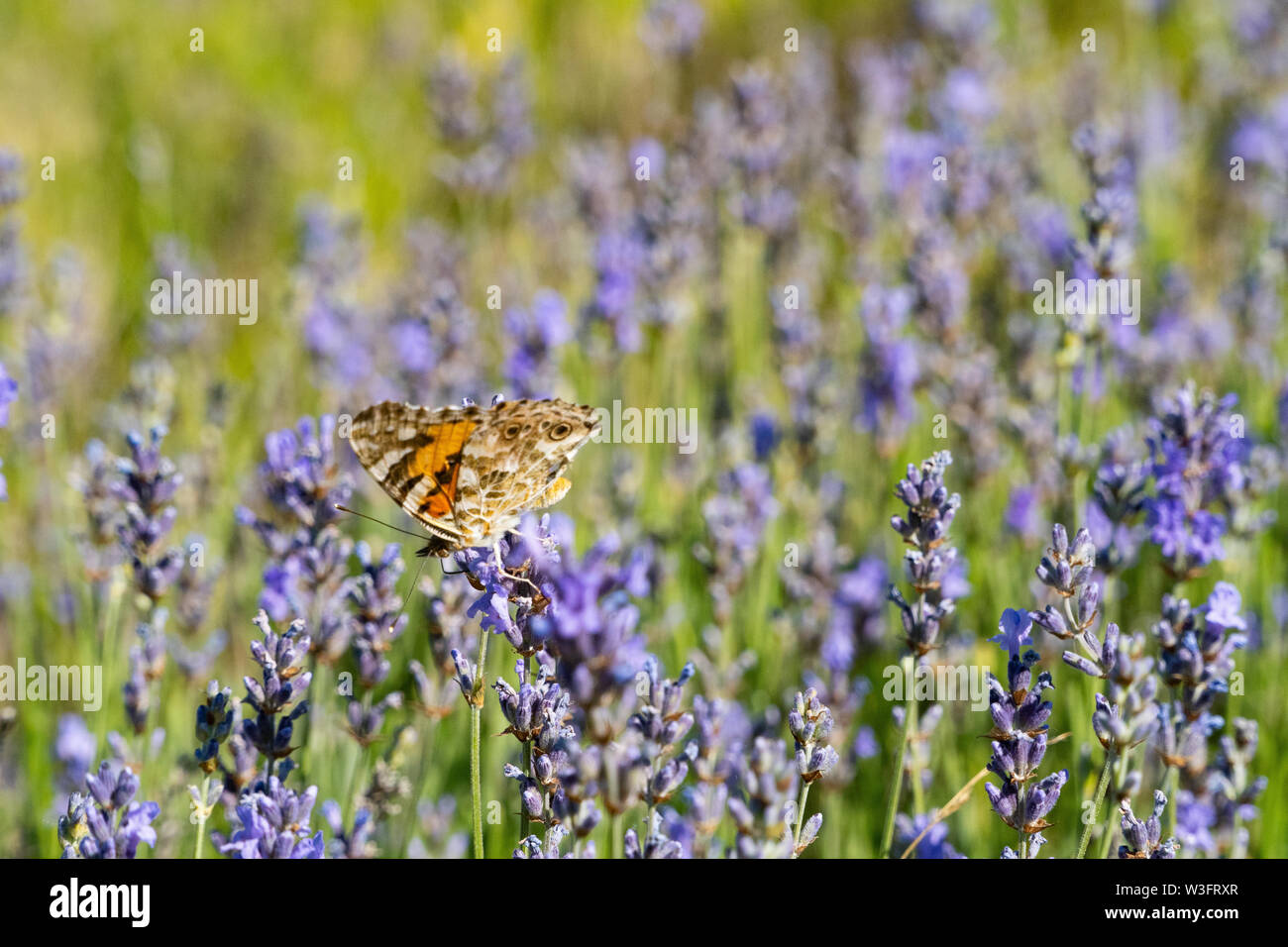 A colorful butterfly in the middle of a lavender field - nature in ...