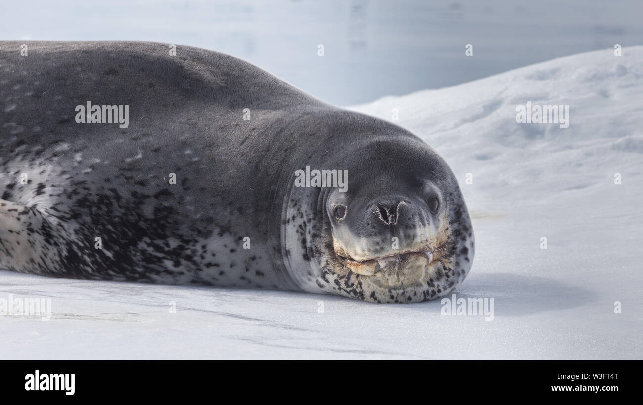 Natural predator of Antarctica is leopard seal. Relax animal lying on ...