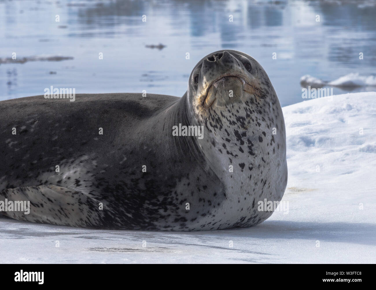 Natural predator of Antarctica is leopard seal. Relax animal lying on ...