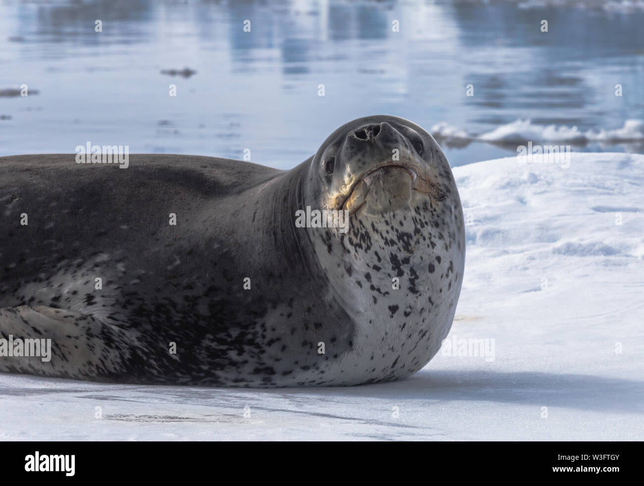 Natural predator of Antarctica is leopard seal. Relax animal lying on ...
