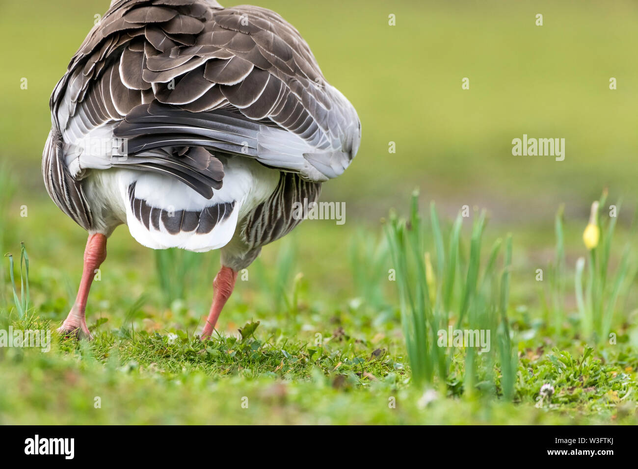 GrClose up of eylag Goose's bum and legs Stock Photo - Alamy
