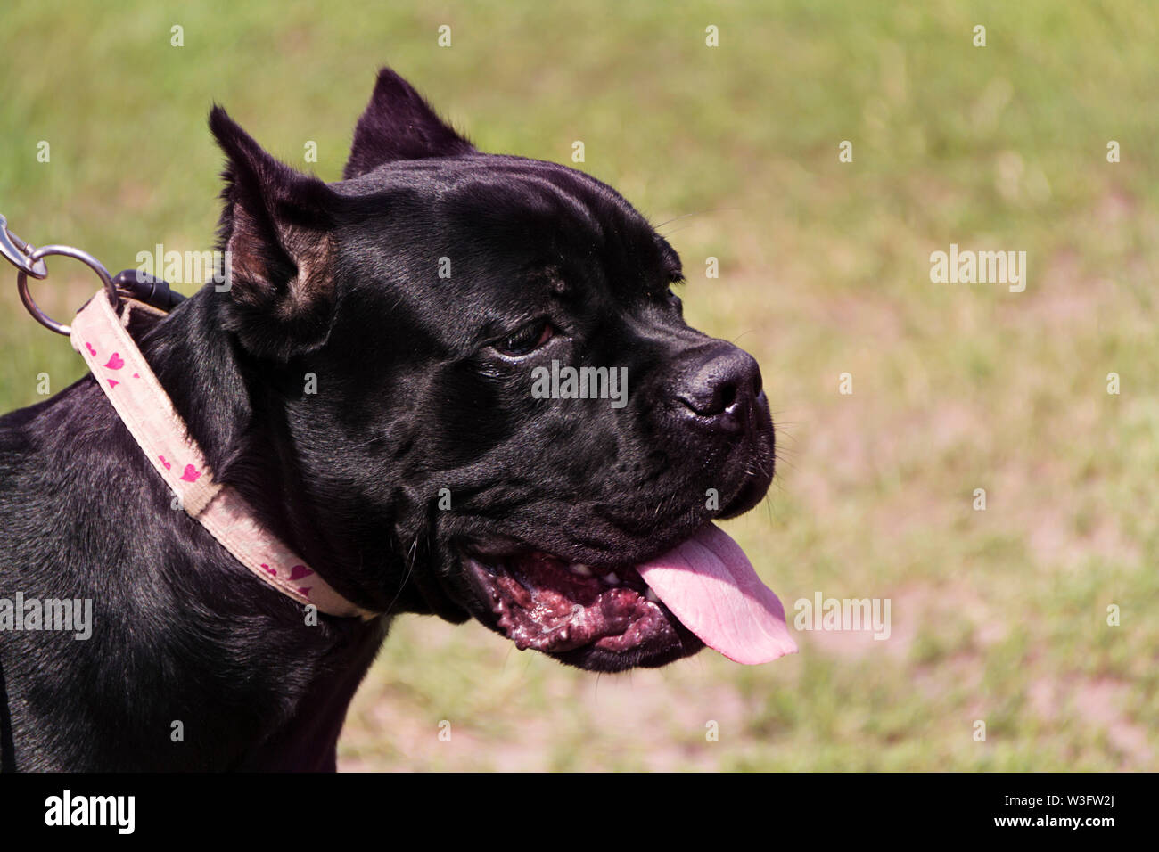 Beautiful purebred smart dogs for the show, good friends Stock Photo ...