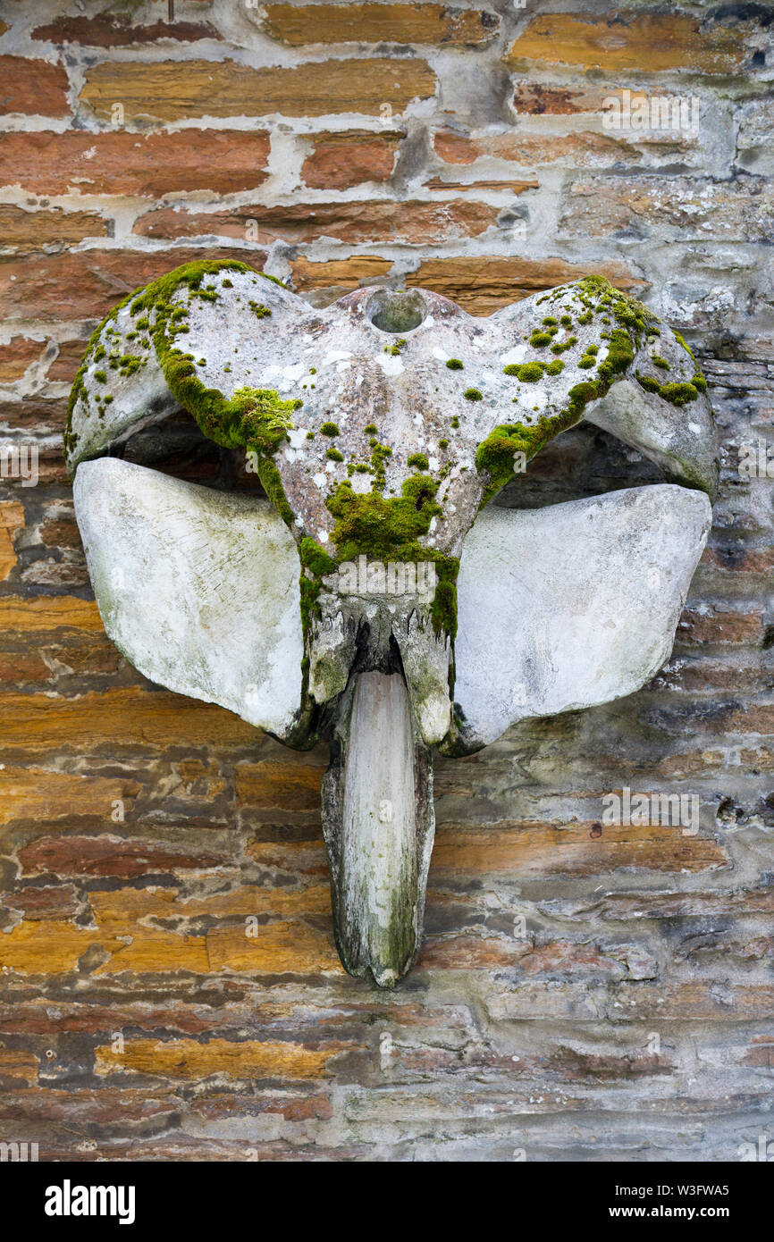 An Orca skull on Orca Guest house in Stromness, Orkney, Scotland, UK ...