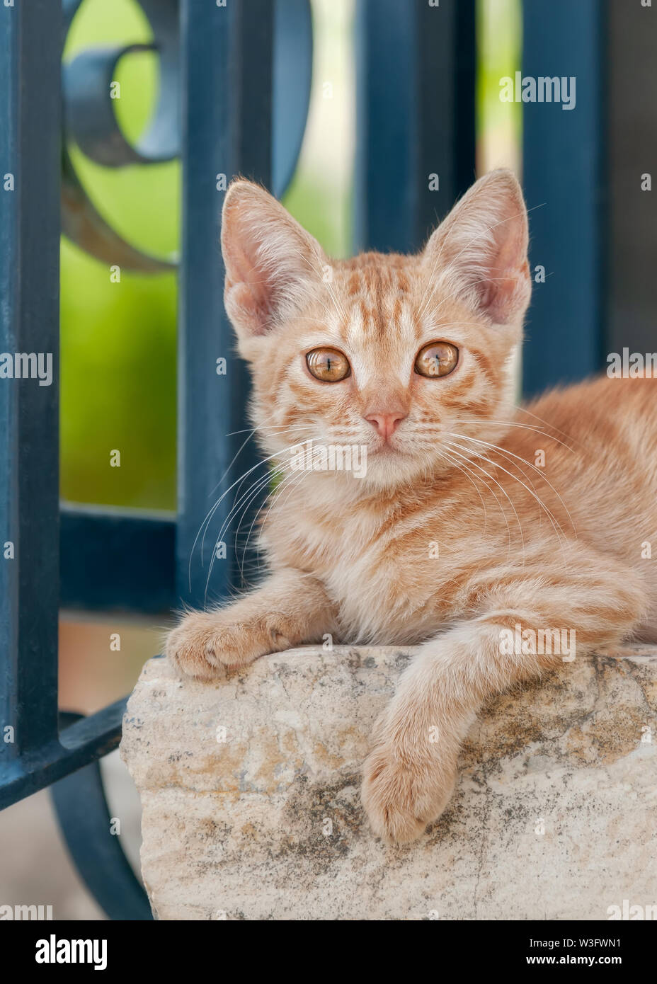 Cats in cyprus hi-res stock photography and images - Alamy