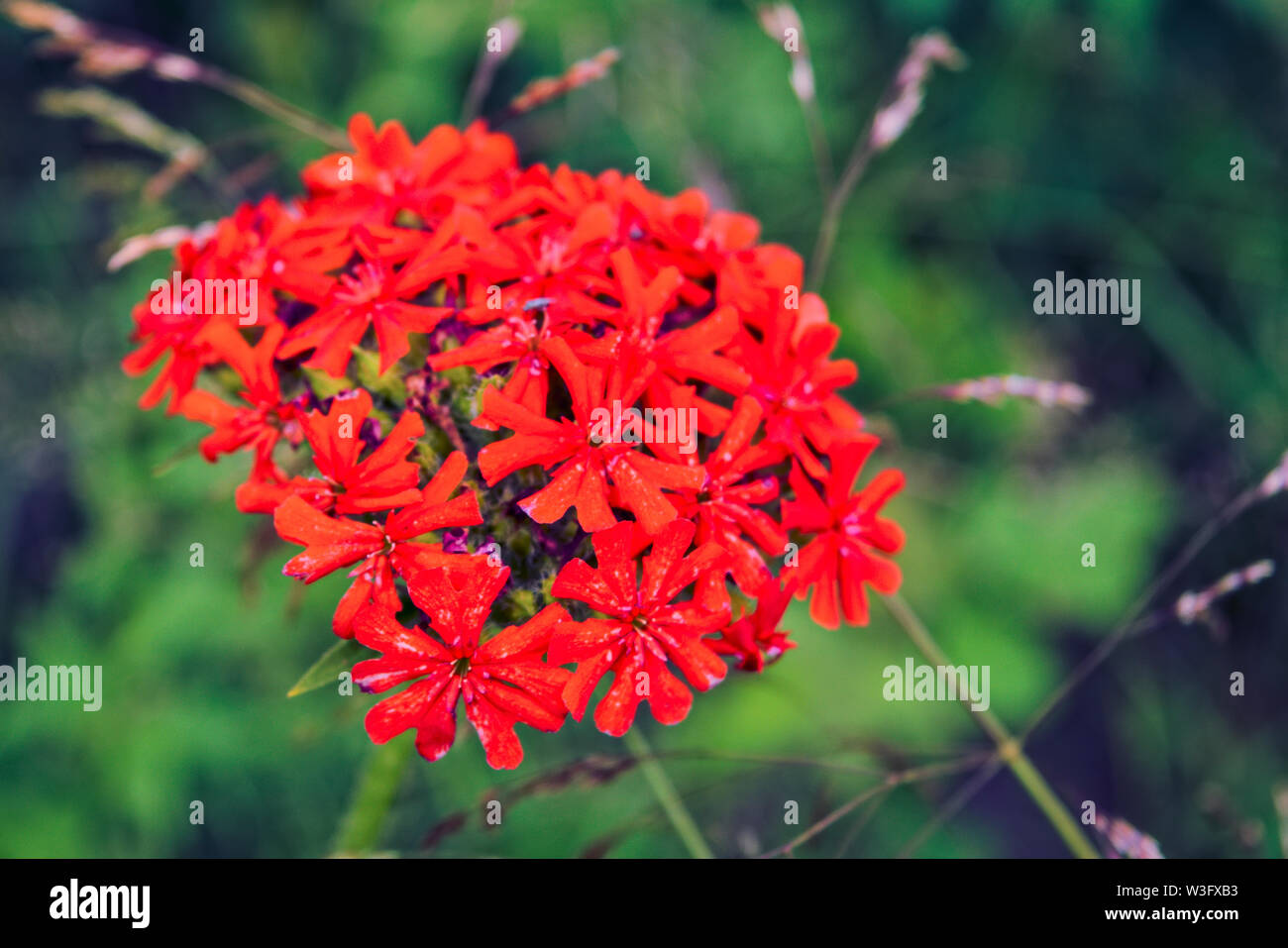 Red flowered Lychnis. Flower Lychnis Scarlet Chalcedony, lat. Lychnis ...