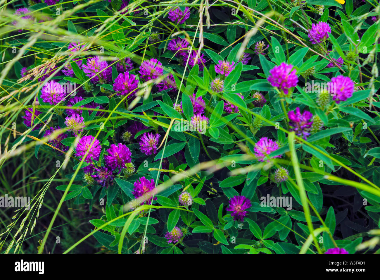 Blooming clover purple shade. Clover grows in a clearing and is ...