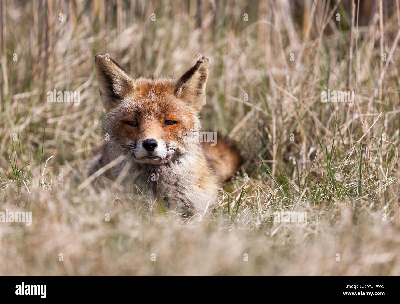 Red fox in the dutch dunes Stock Photo - Alamy