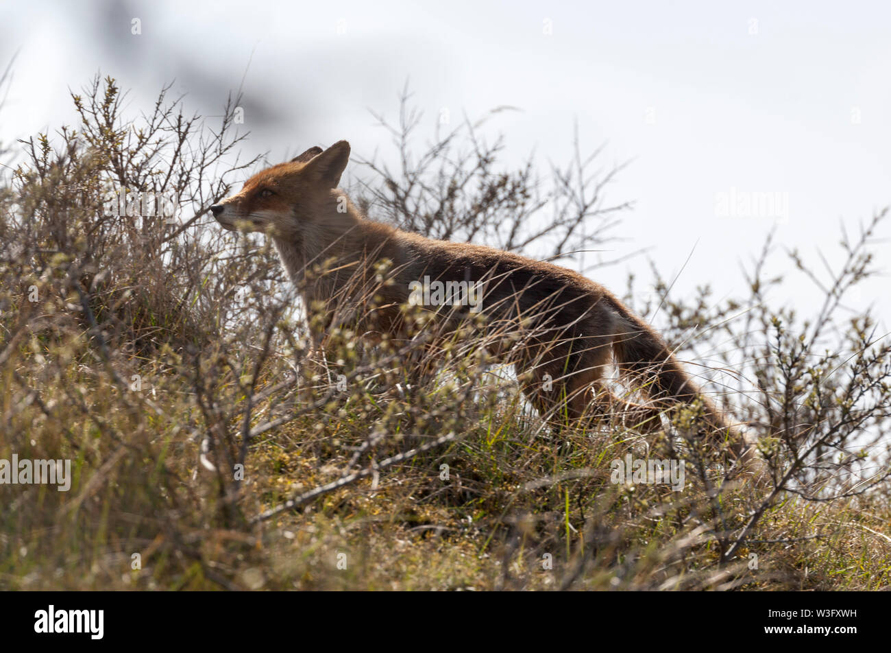 Red fox in the dutch dunes Stock Photo - Alamy