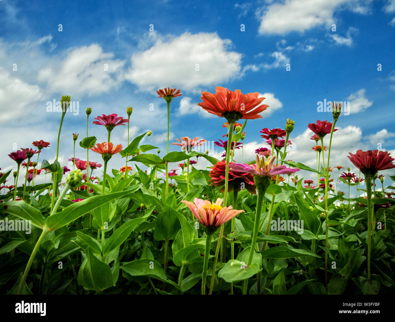 Flowers in Southeastern USA Stock Photo - Alamy