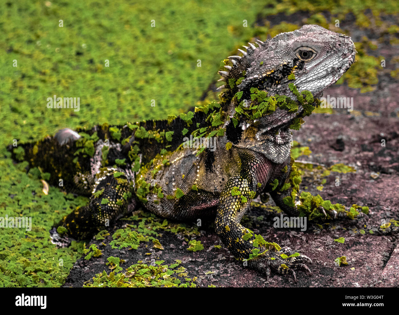 Australian eastern water dragon hi-res stock photography and images - Alamy