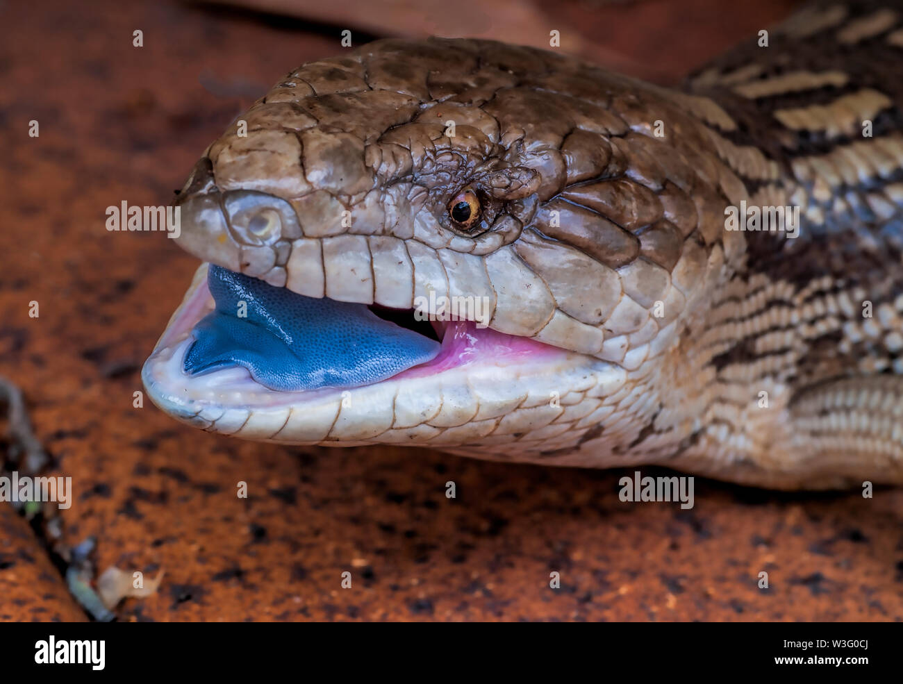 Open mouth lizard hi-res stock photography and images - Alamy