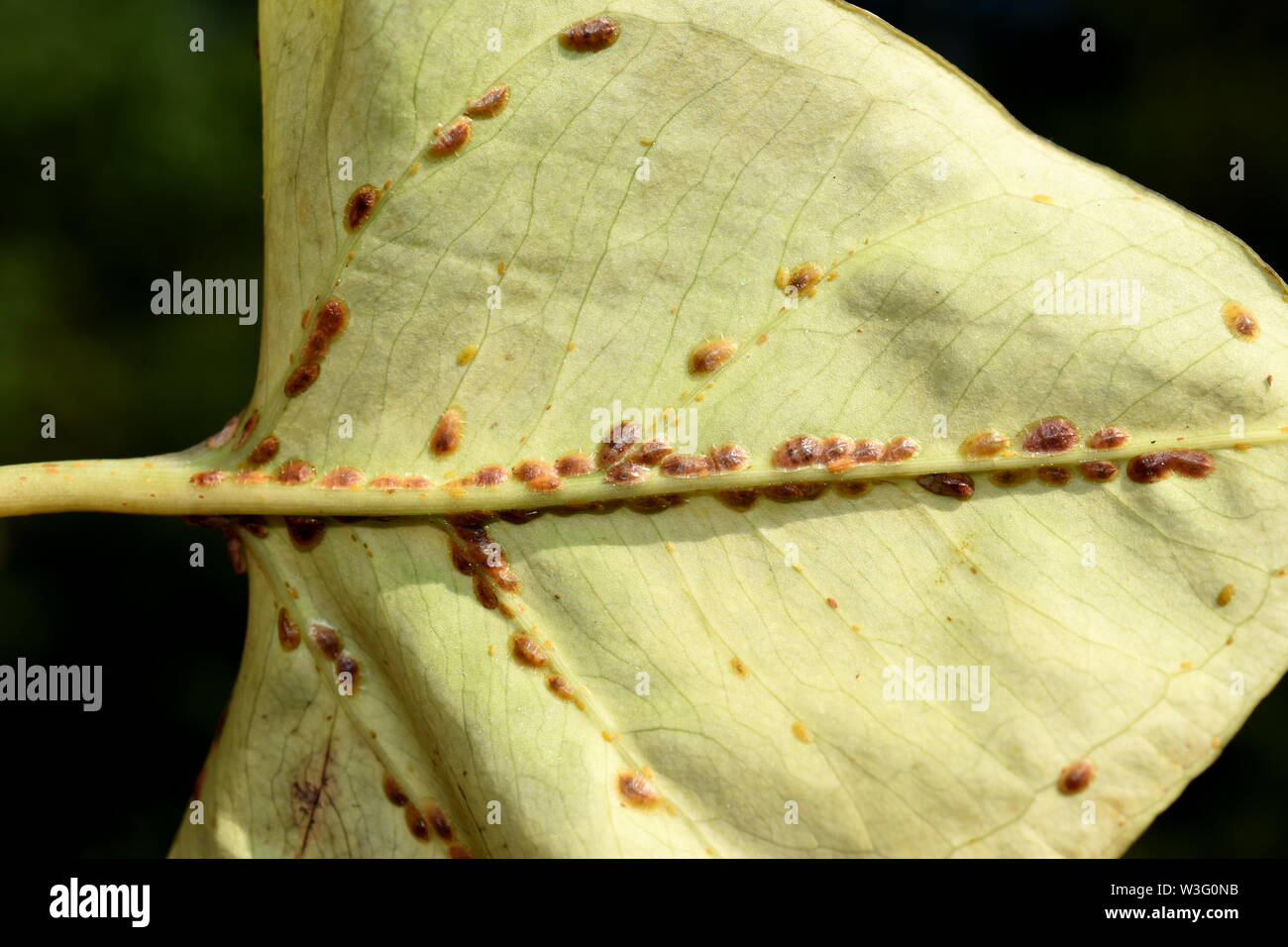 Scale insects hi-res stock photography and images - Alamy