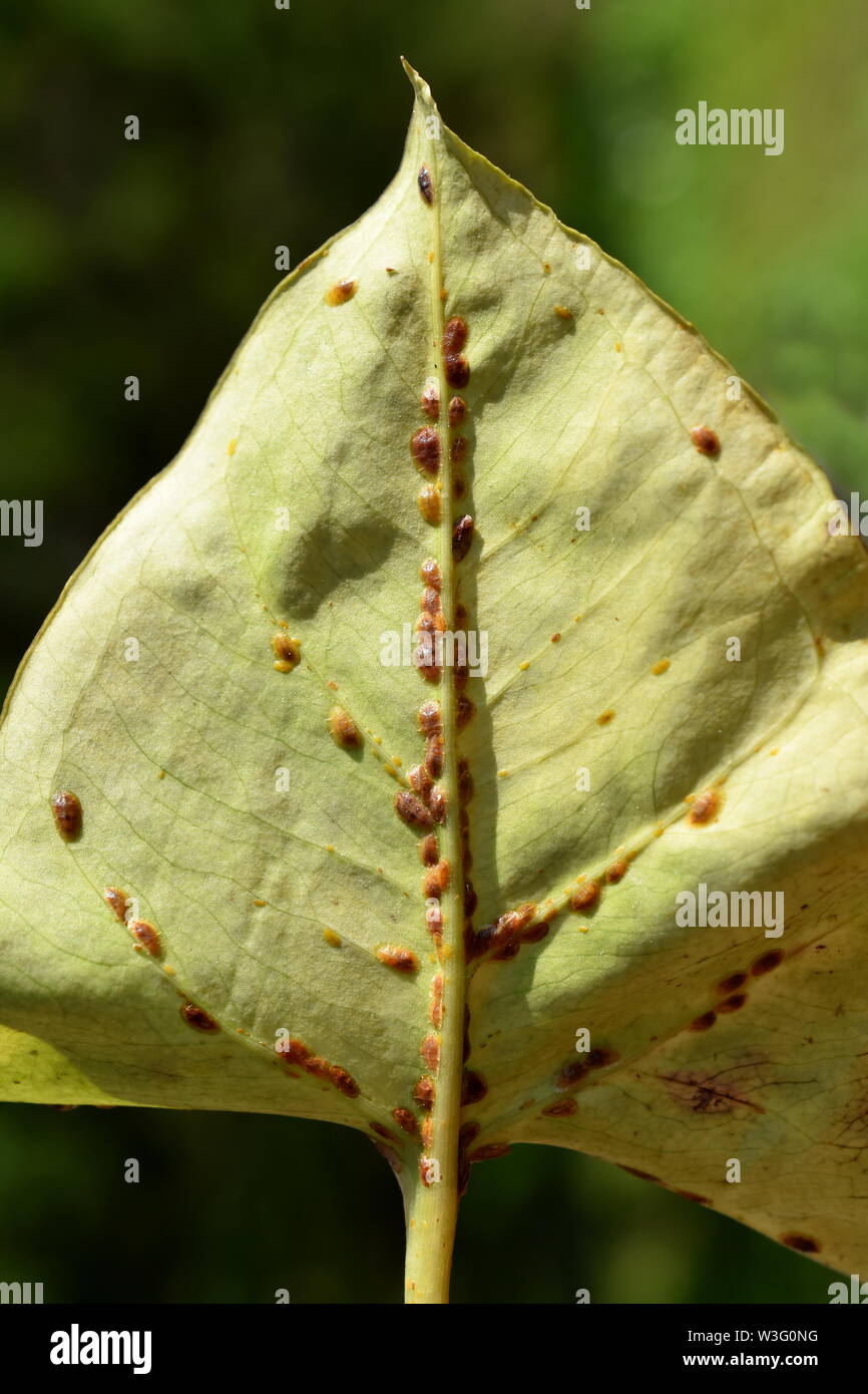 Leaf heavily infested by scale insects coccoidea Stock Photo - Alamy
