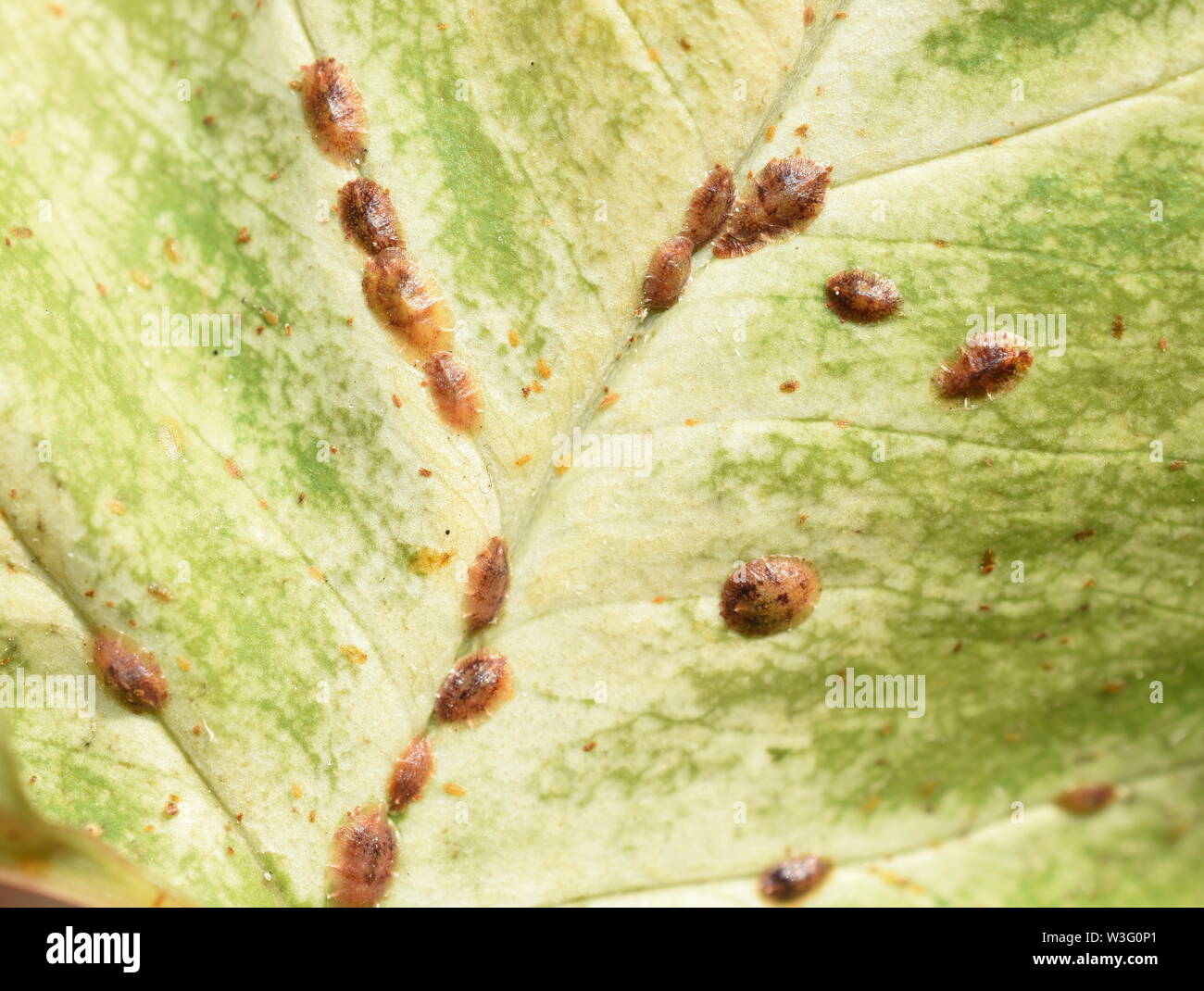 Leaf heavily infested by scale insects coccoidea Stock Photo - Alamy