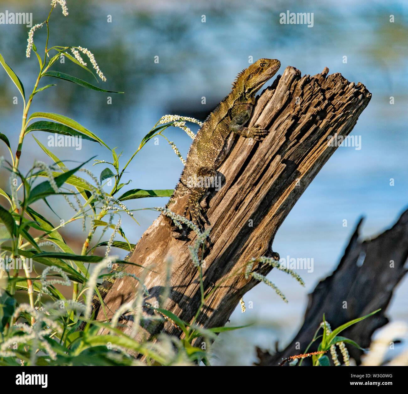 Australian eastern water dragon lizard hi-res stock photography and ...