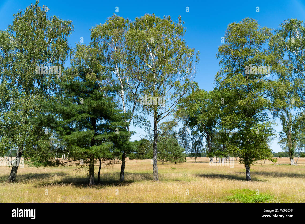 Green trees on a golden field with a blue sky - nature in summer Stock ...