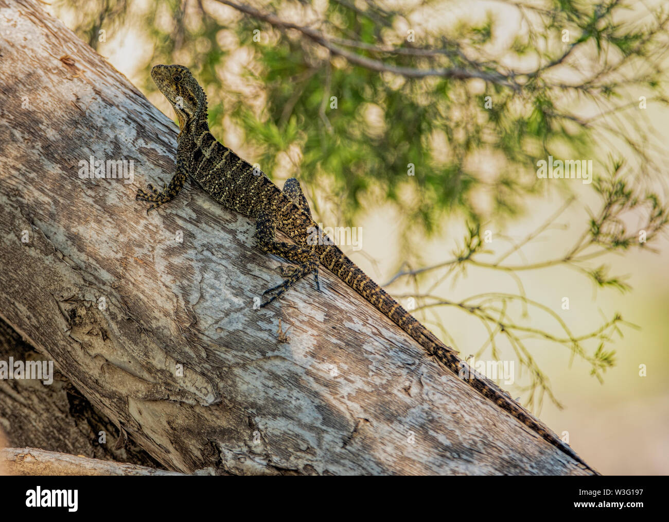 Australian eastern water dragon lizard hi-res stock photography and ...