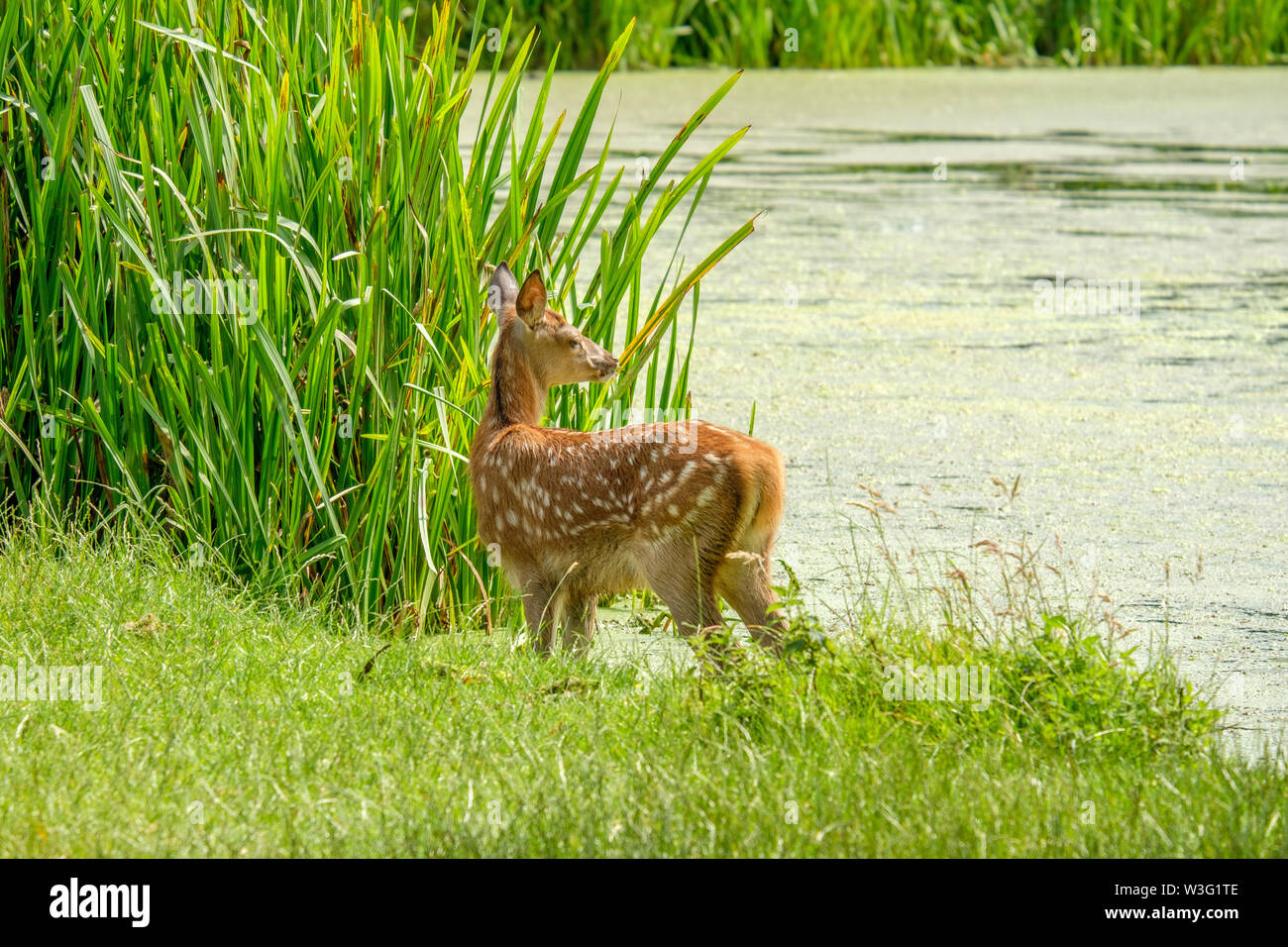 A Young Fawn Red Deer Cervus elaphus looking across Heron Pond Bushy ...