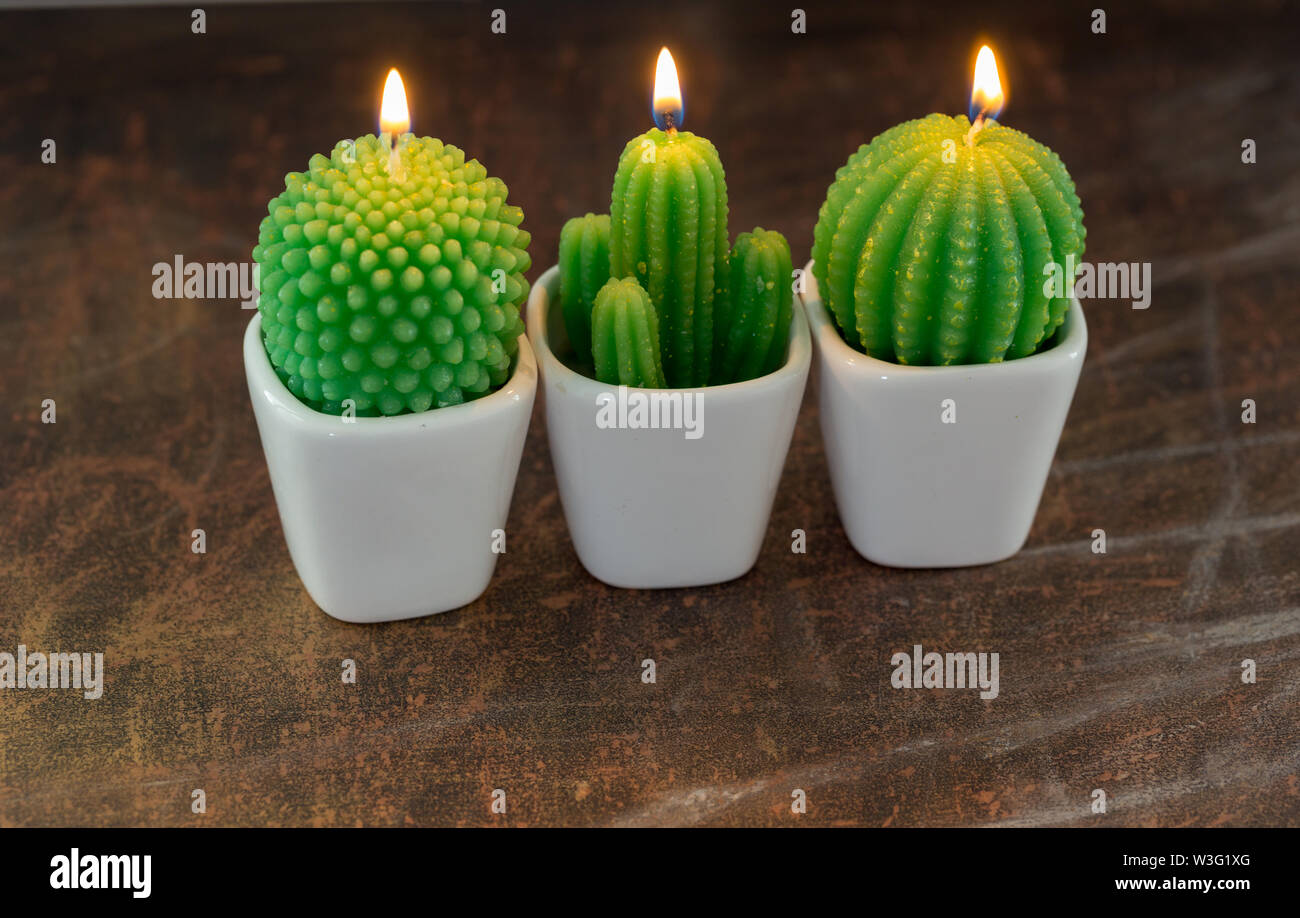 Candlestick cactus hi-res stock photography and images - Alamy