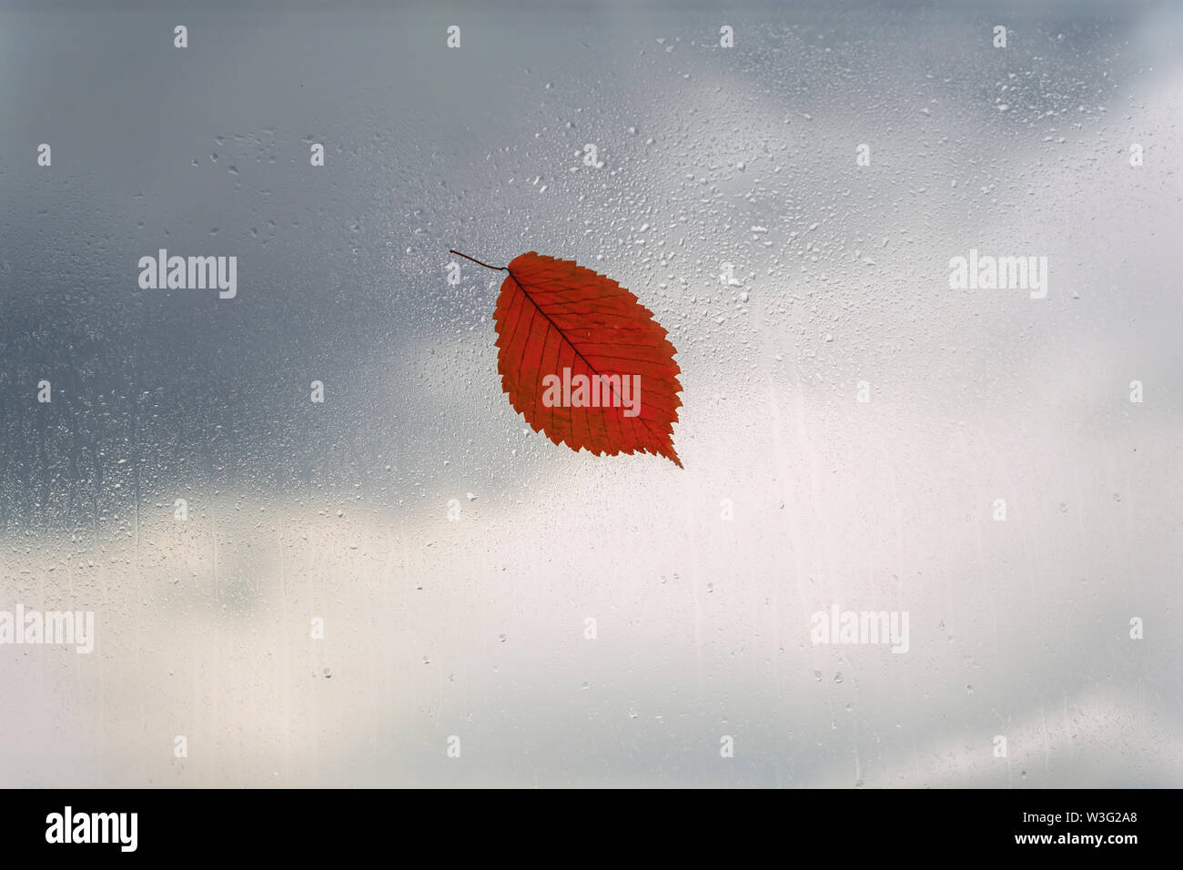 One orange leaf on wet window, rain drops. Concept of rainy weather ...